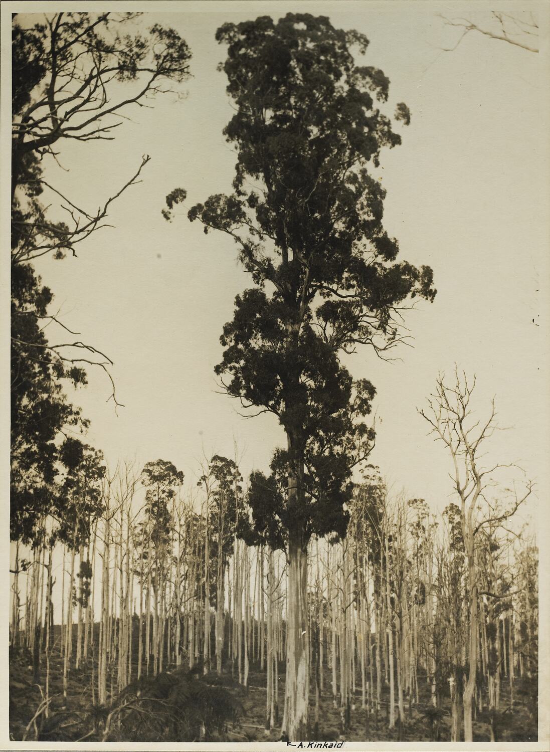 Photograph - Tall Blue Gum Tree, 1900-1950