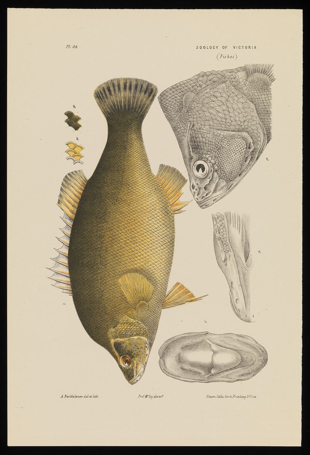 Lithographic colour proof of a Golden Perch, Macquaria ambigua, by ...
