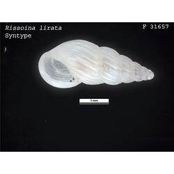 Rissoina (Rissoina) lirata Angas, 1880