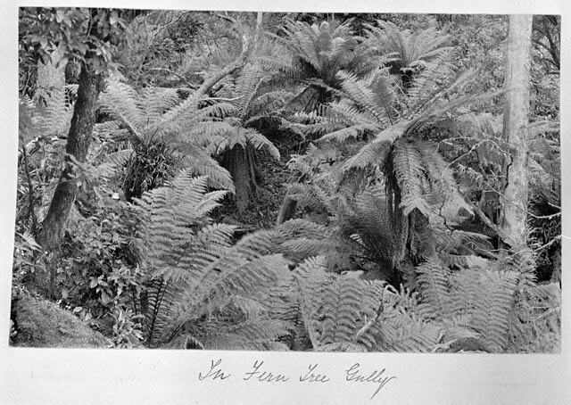 Photograph - 'In Fern Tree Gully', by A.J. Campbell, Barry's Range ...