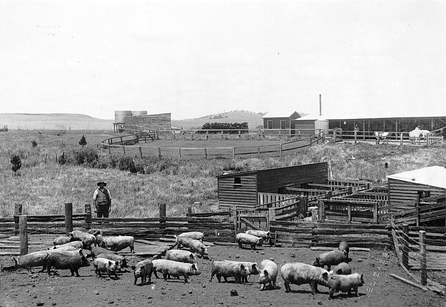 Negative - Merino, Victoria, 1920