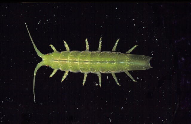 Paridotea ungulata (Pallas, 1772), Sea Centipede