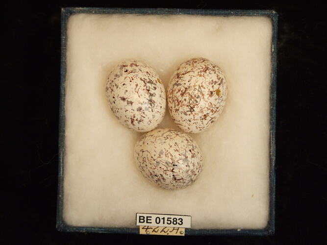 Pitta versicolor intermedia