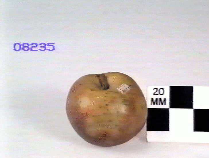 Apple Model - Brownlees' Russet, Burnely, 1873