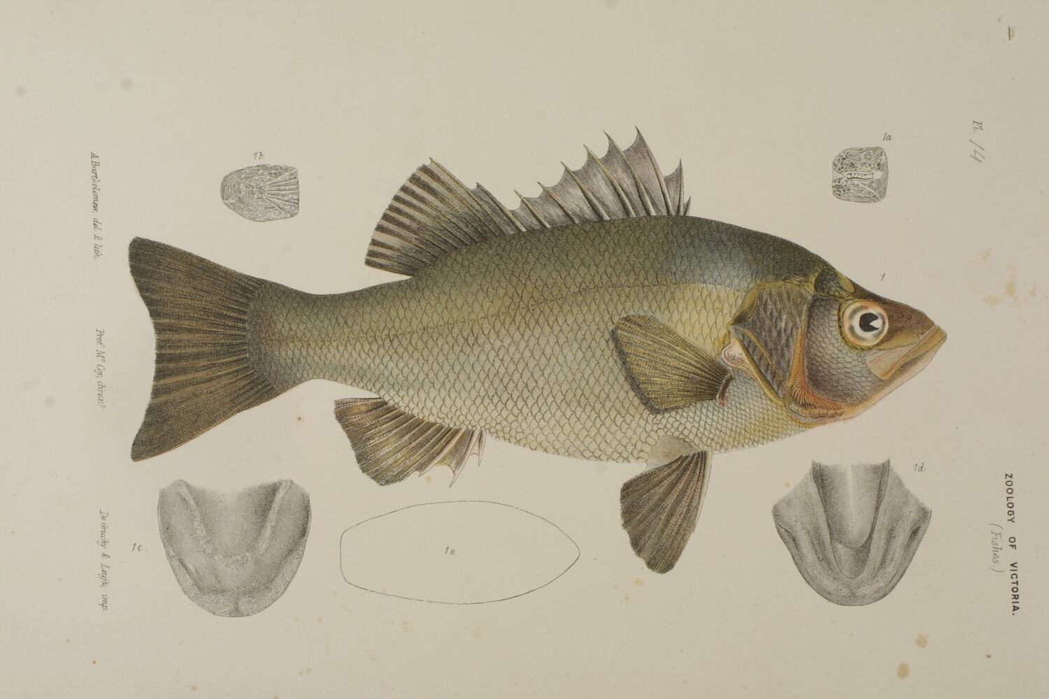 Lithographic Proof - Lithographic Ink & Pencil on Paper