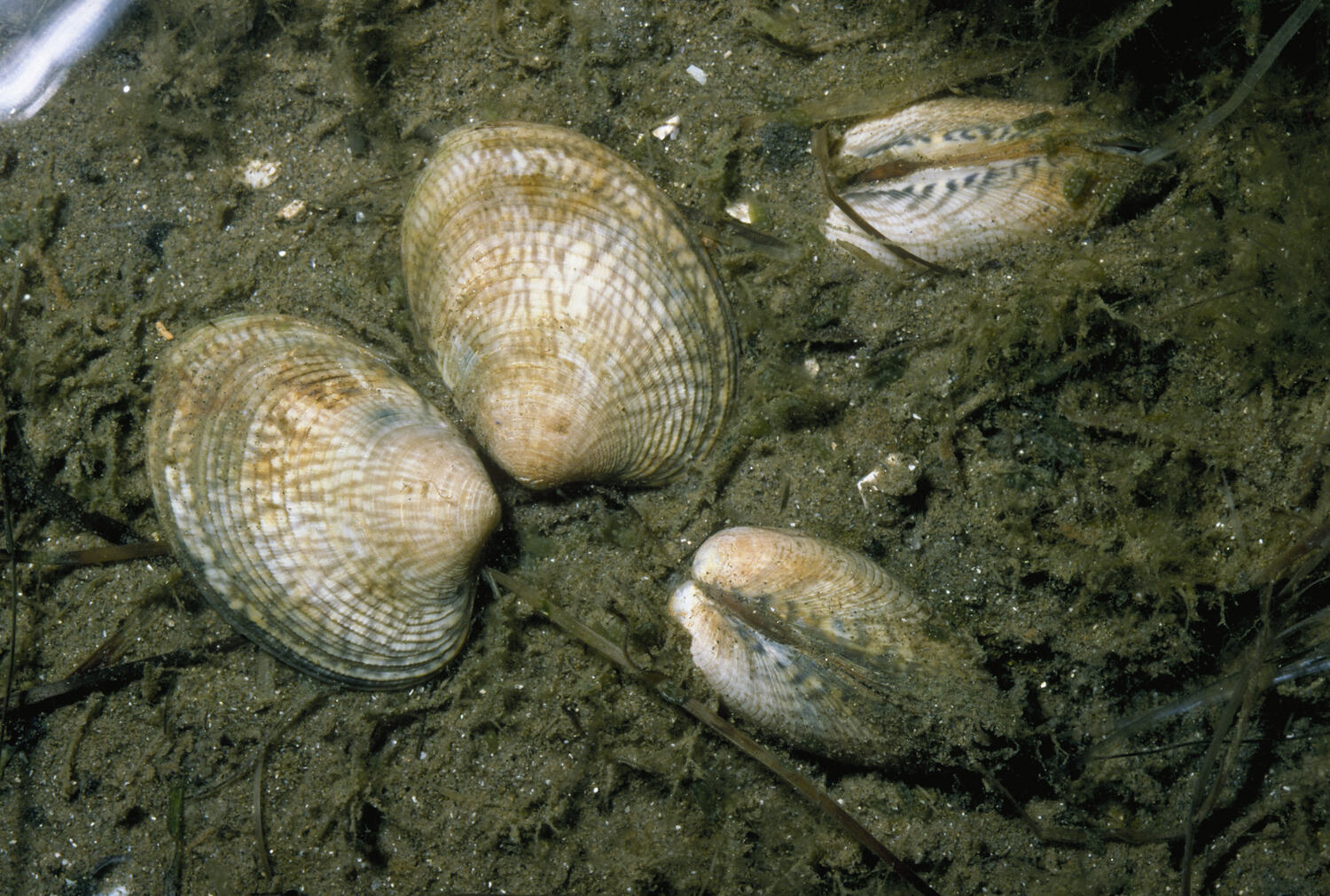 Katelysia scalarina (Lamarck, 1818), Stepped Venerid