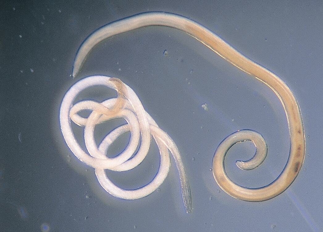 Nematoda, Nematode Worm