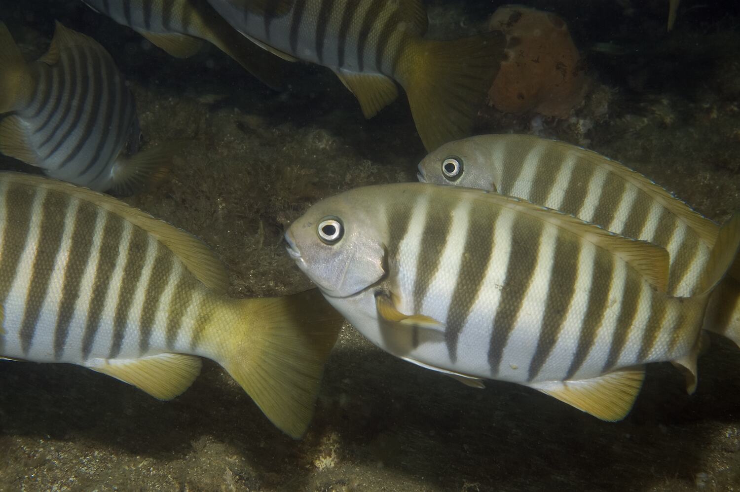 Girella zebra (Richardson, 1846), Zebrafish