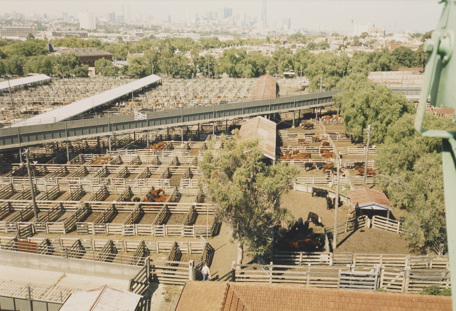 Digital Photograph - Aerial View of Newmarket Saleyards with Cattle ...