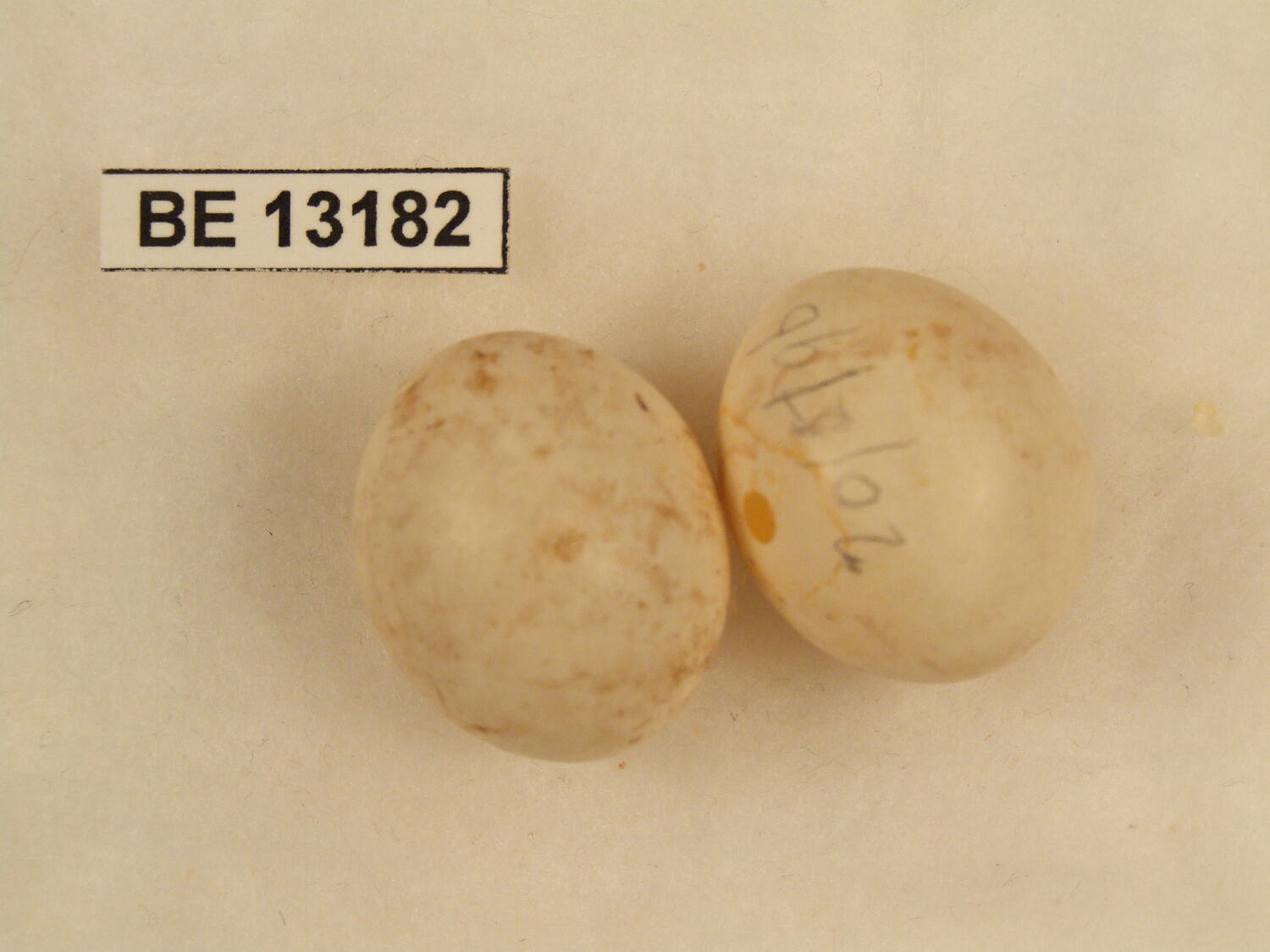 Psephotus pulcherrimus