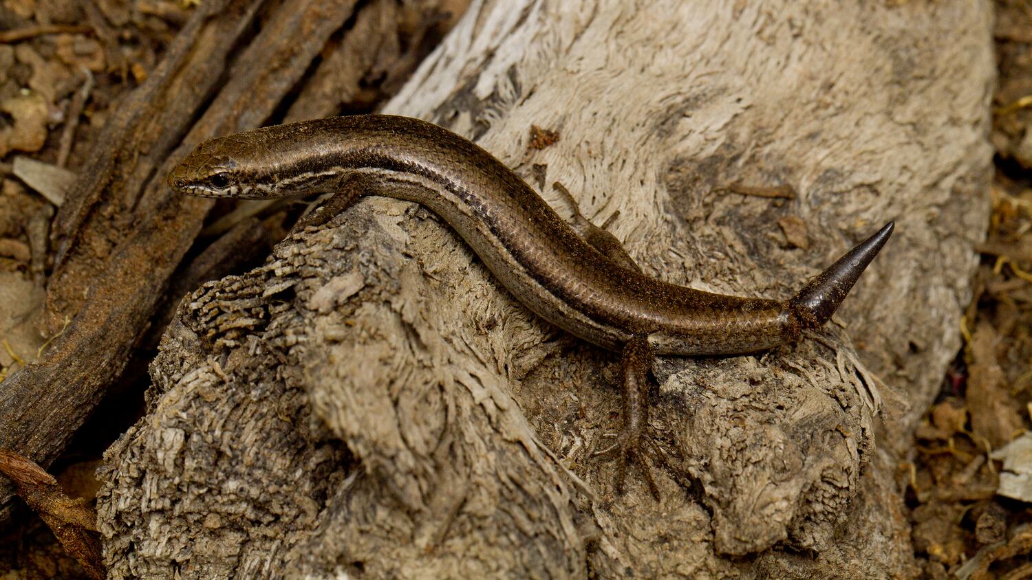 Menetia greyii Gray, 1845, Common Dwarf Skink
