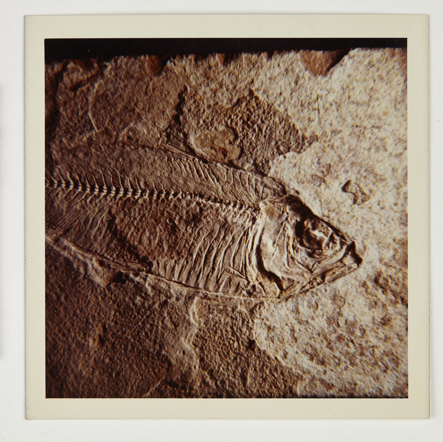 Photograph - Eastman Kodak, Fish Fossil, circa 1970s