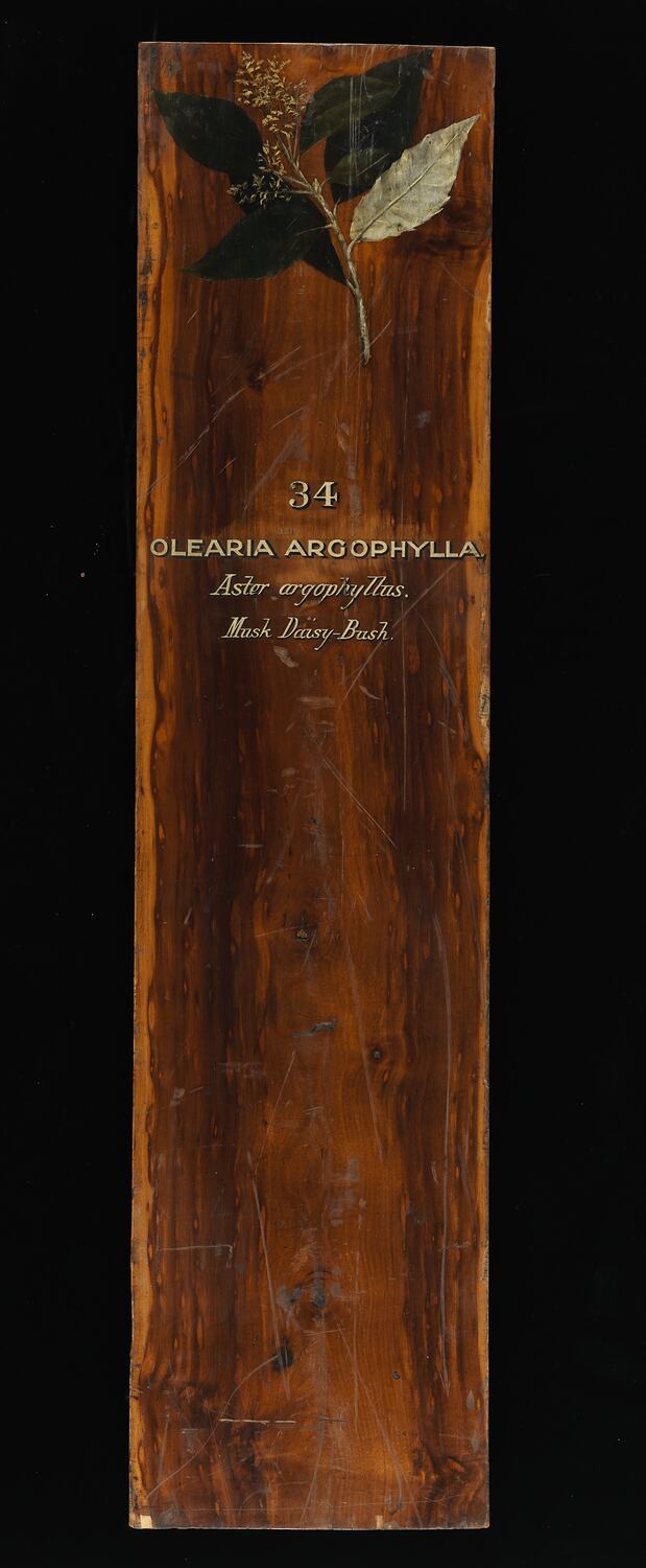 Timber Sample - Musk Daisy-bush, Olearia argophylla, Victoria, 1885