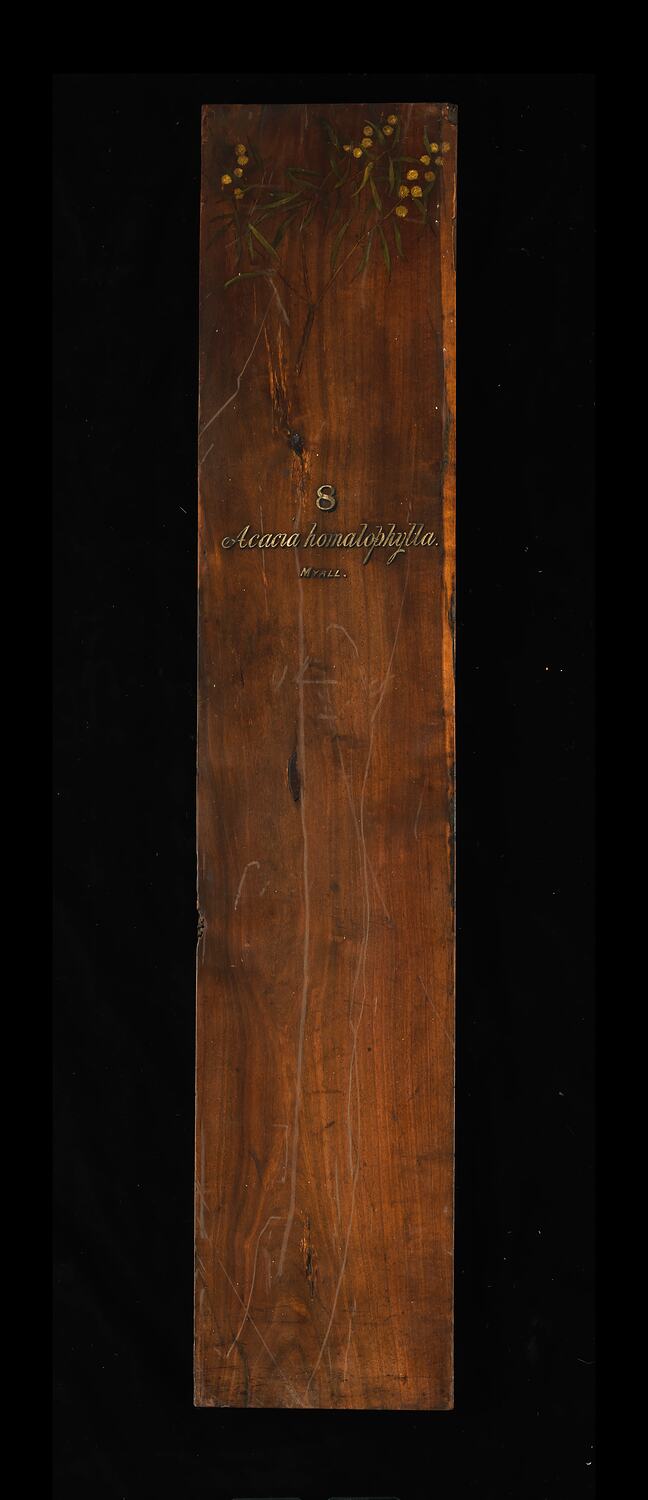 Timber Sample - Yarran Wattle, Acacia omalophylla, Victoria, 1885