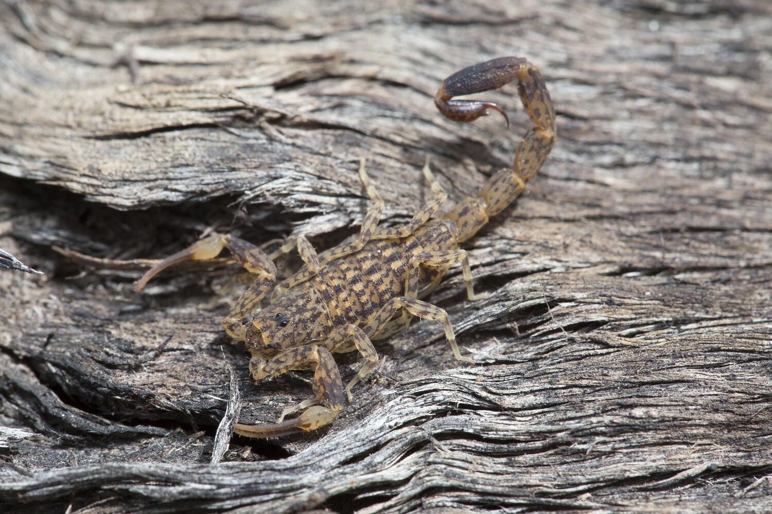 Lychas marmoreus (Koch, 1845), Little Marbled Scorpion