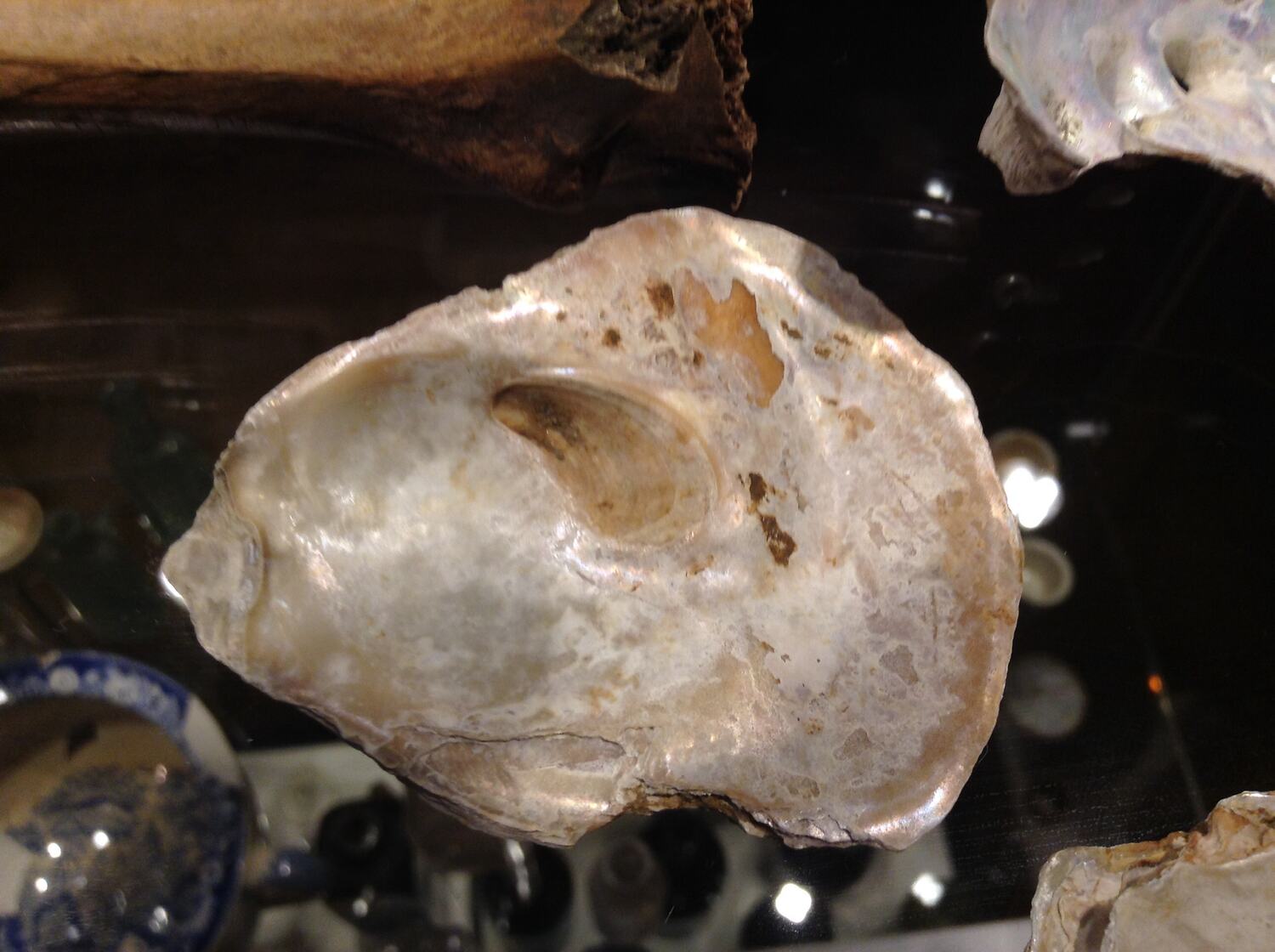 Shell - Oyster, 1850-1900