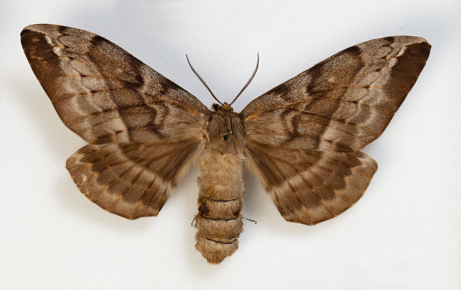 Chelepteryx collesi Gray, 1835