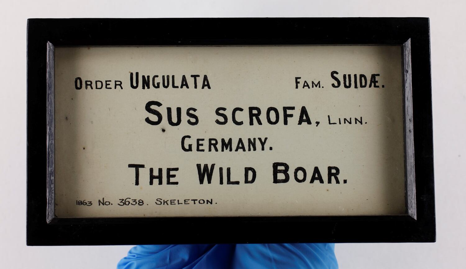 Exhibition Label - Wild Boar, National Museum of Victoria, Parkville, 1863