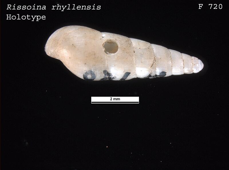Rissoina (Rissoina) rhyllensis Gatliff; Gabriel, Charles John, 1908