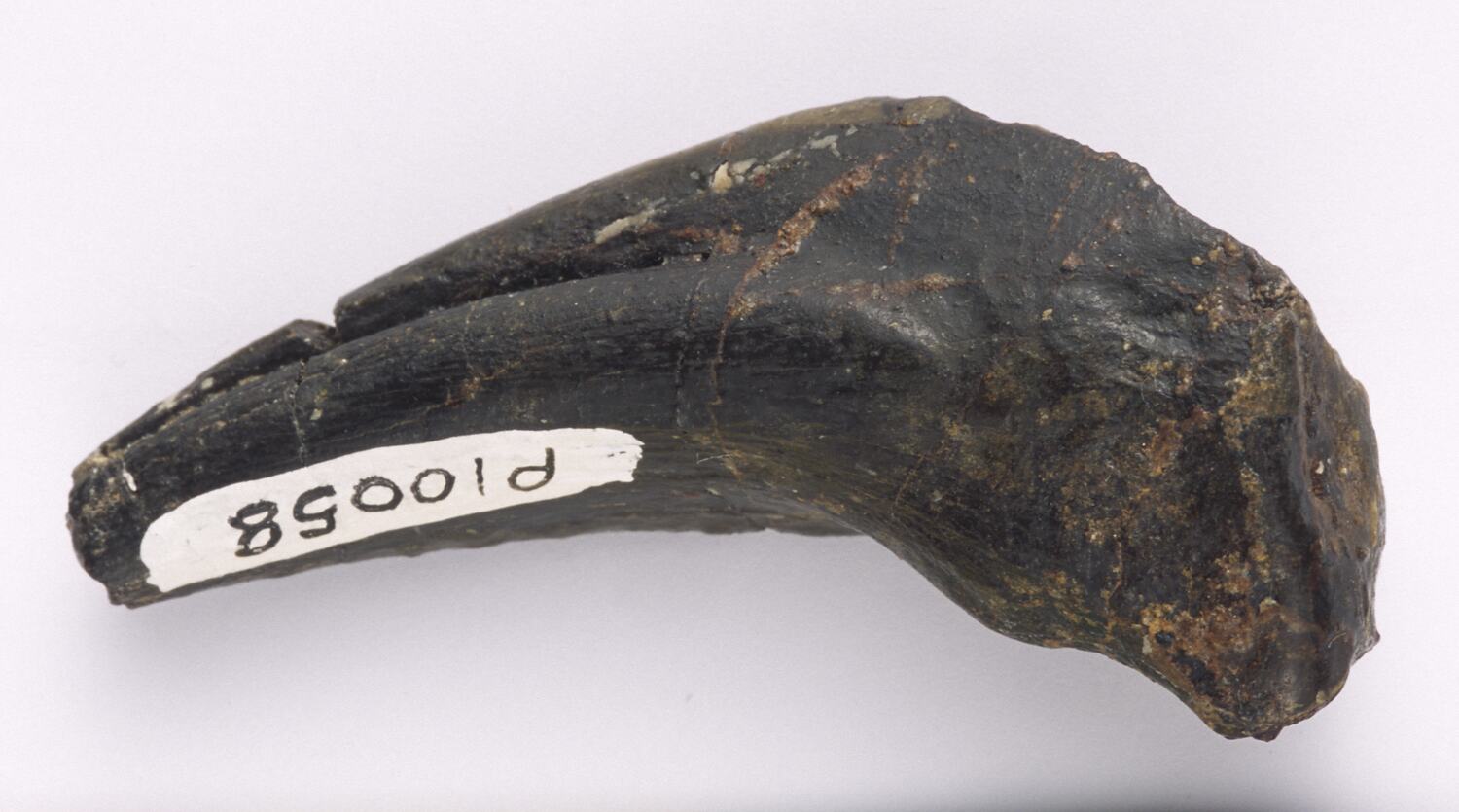 The Cape Paterson Claw, Theropoda