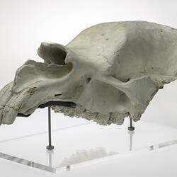 Diprotodon optatum Owen, 1838