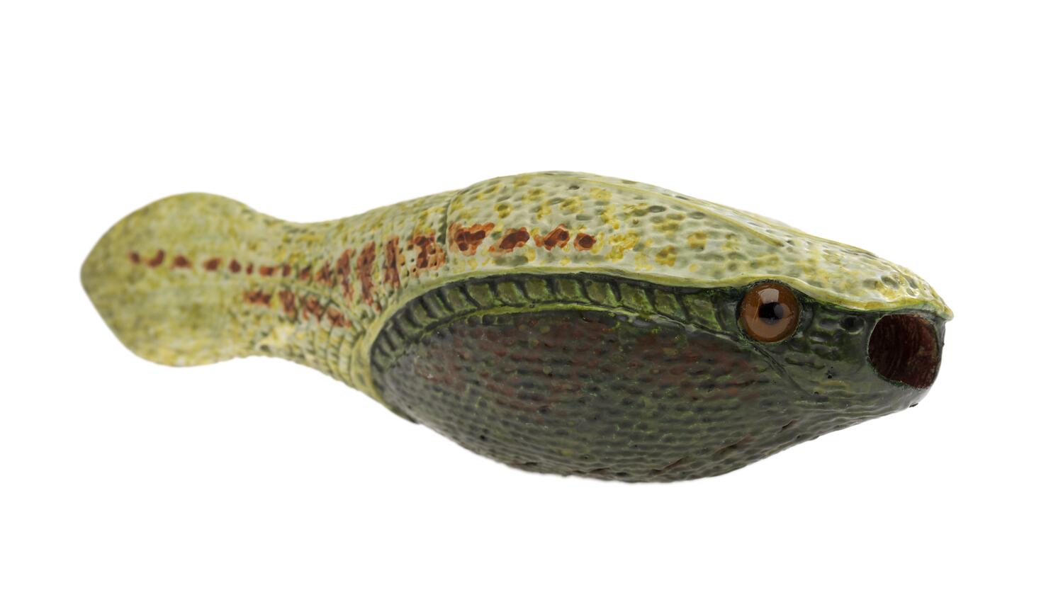 Arandaspis prionotolepis Ritchie & Gilbert-Tomlinson, 1977