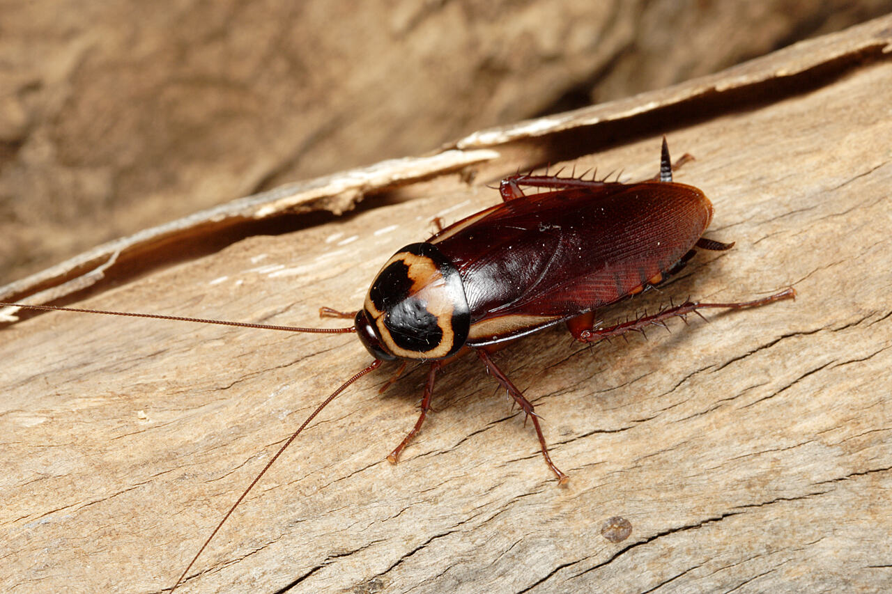 Periplaneta australasiae (Fabricius, 1775), Australian Cockroach