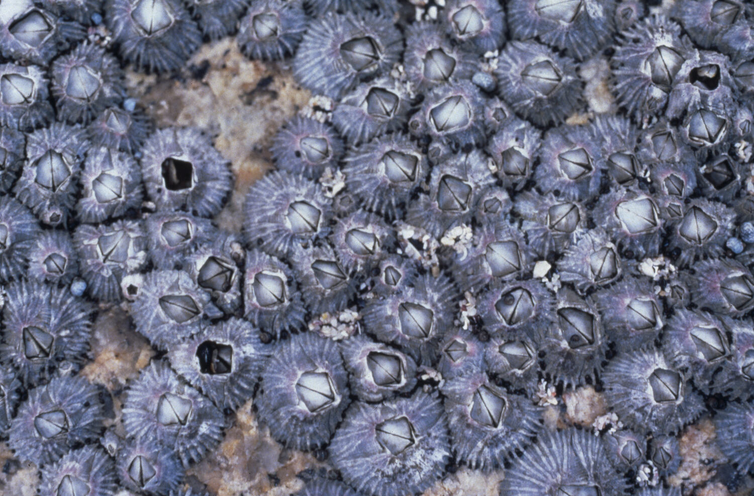 Tetraclitella purpurascens (Wood, 1815), Purple Four-plated Barnacle