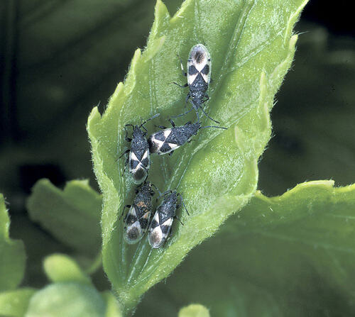 Oxycarenus arctatus (Walker, 1872), Coon Bug