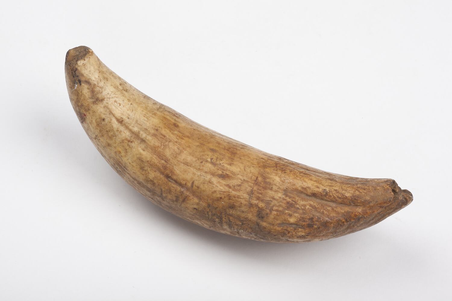 Piece of Ivory - Unworked, Banana-Shaped, circa 1900-1970