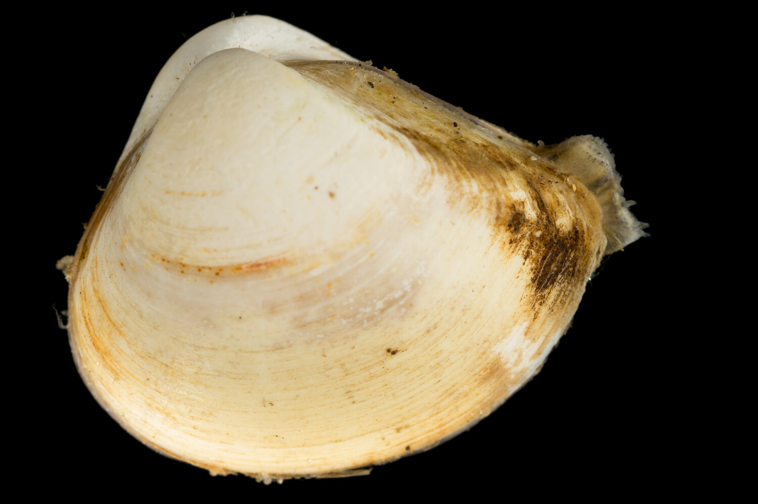 Spisula (Notospisula) trigonella (Lamarck, 1819), Bivalve