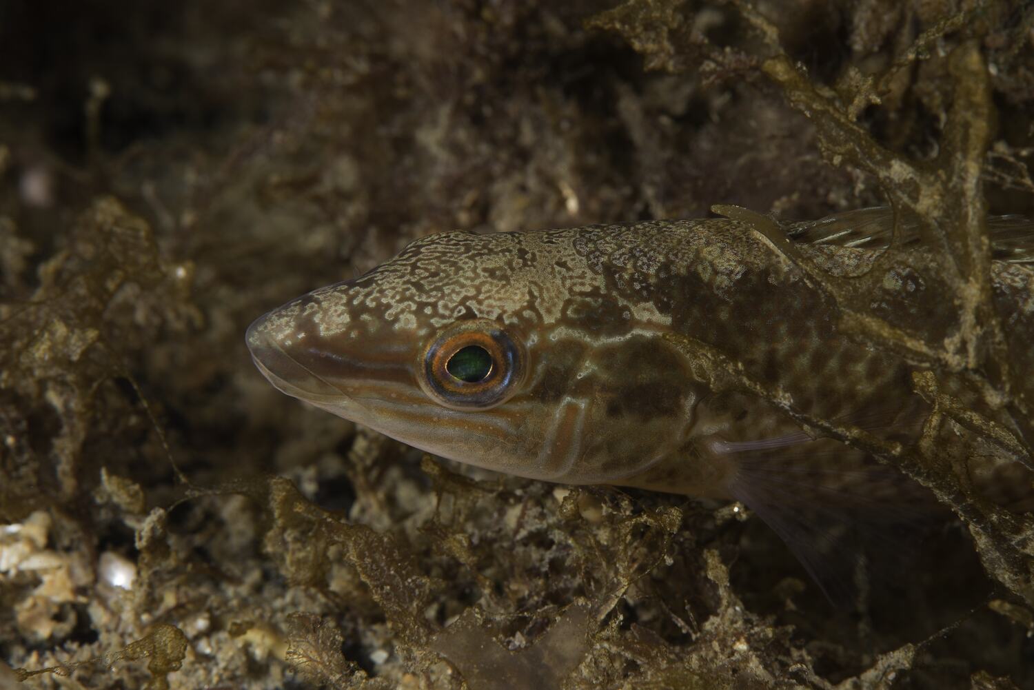 Neoodax balteatus (Valenciennes, 1840), Little Weed Whiting