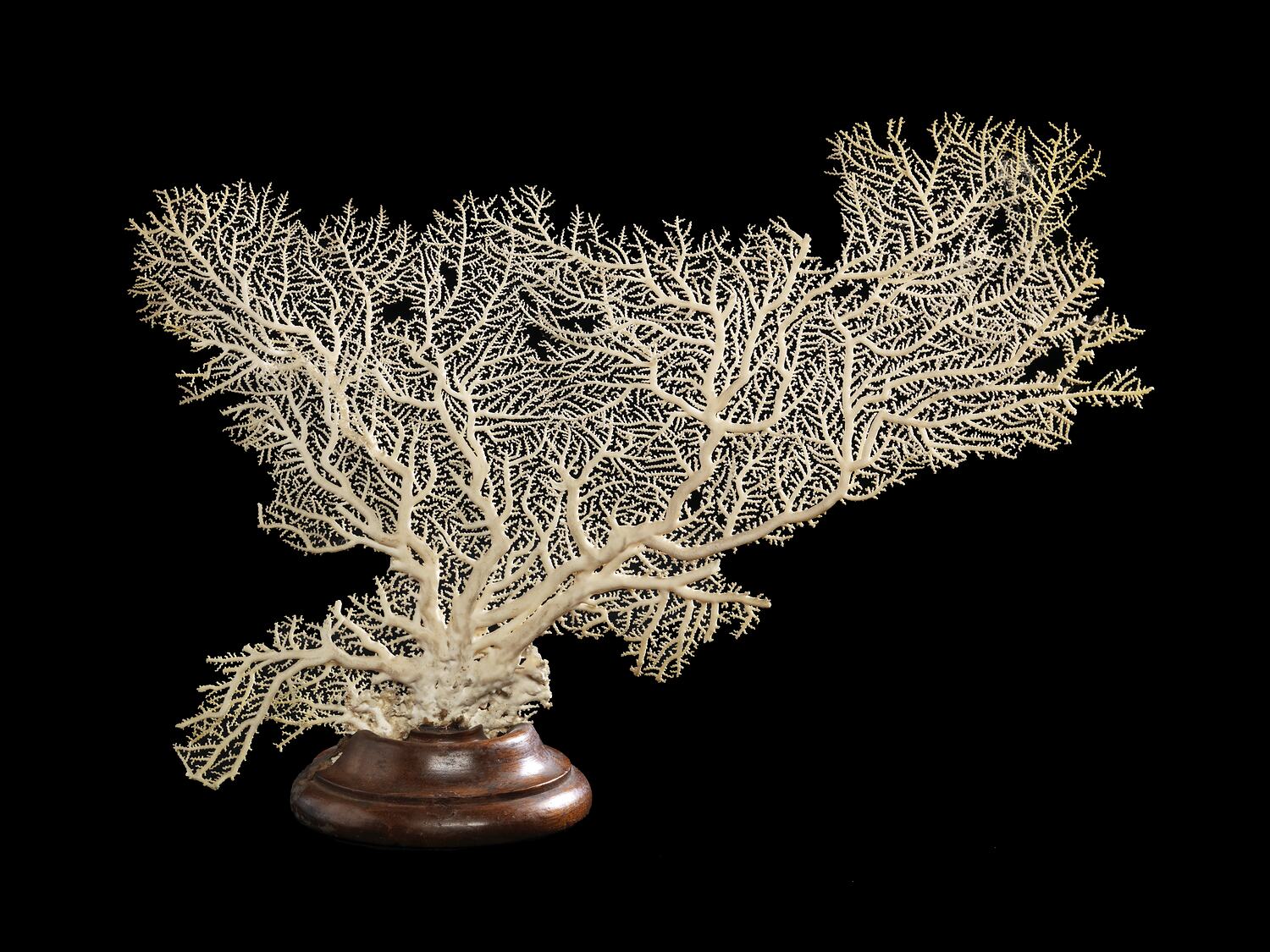 Hydroid, Stylaster flabelliformis (Lamarck, 1816)