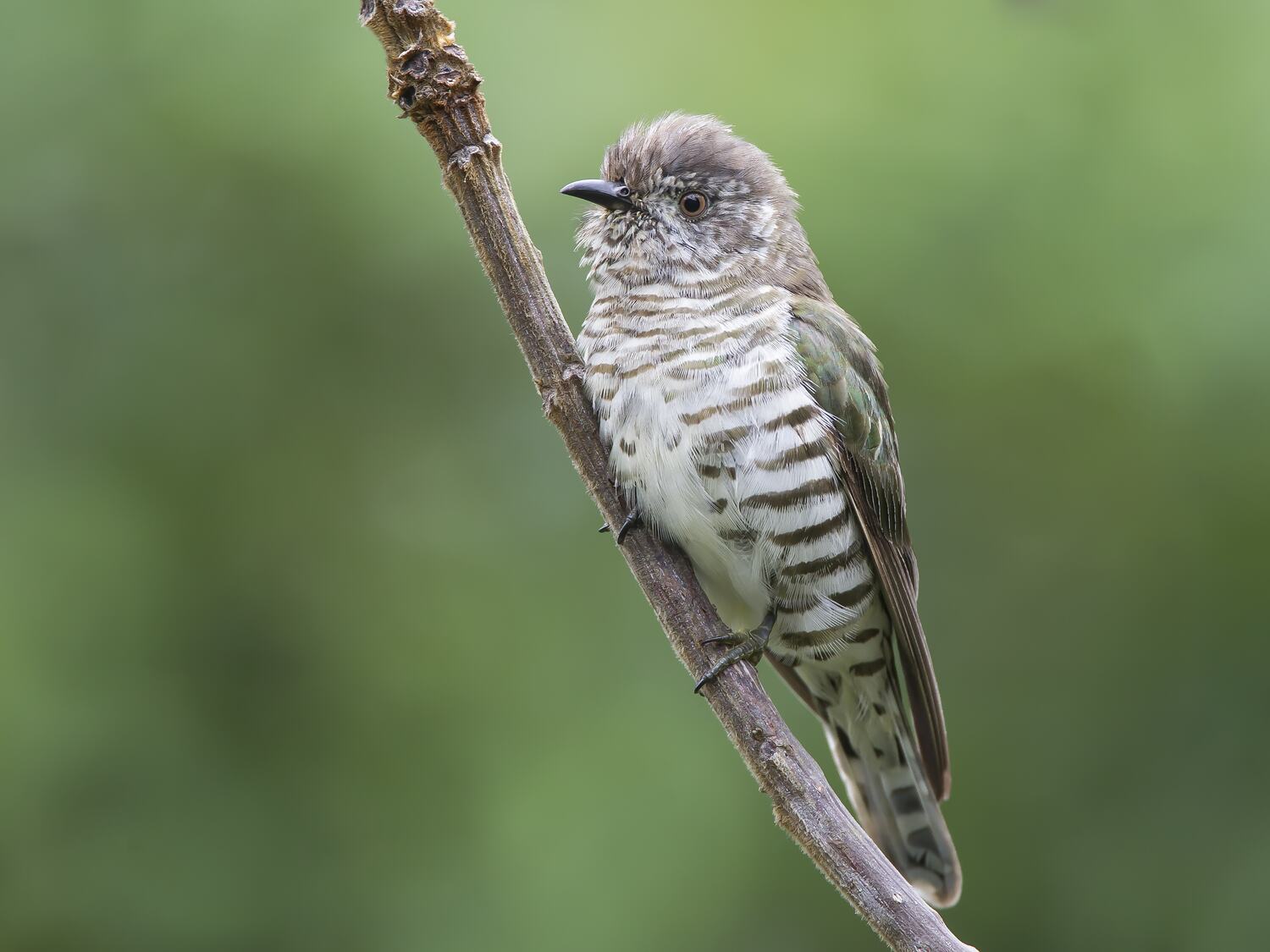 Chrysococcyx lucidus, Shining Bronze-cuckoo