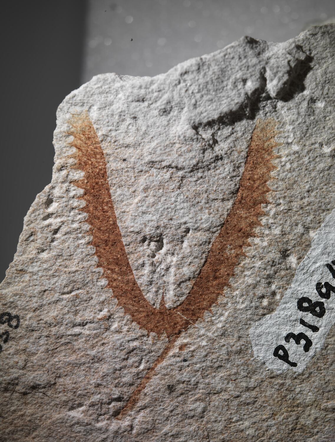 Isograptus victoriae, candidate for Victoria's state fossil emblem