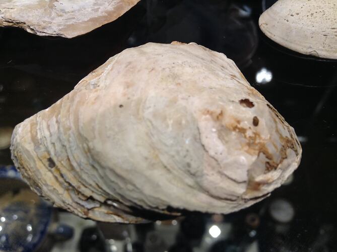 Shell - Oyster, Little Lon, 1880s