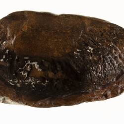 Research Focus, Bayside Fossils - Right Whale ear bone, Cetacea