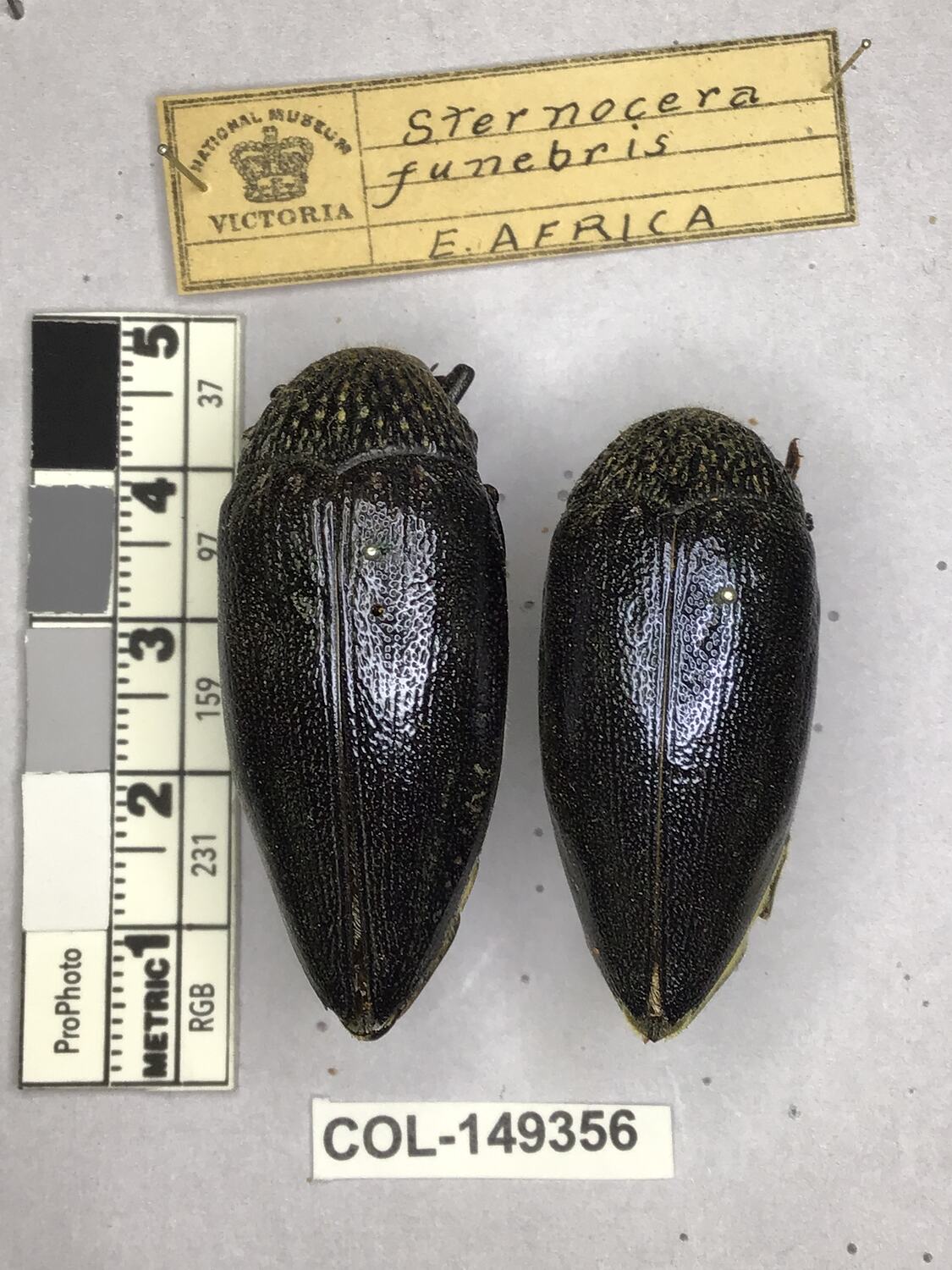 Sternocera orissa Buquet, 1837