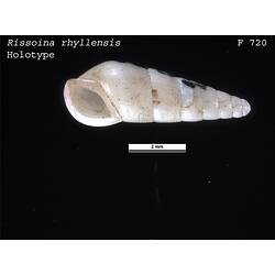 Rissoina (Rissoina) rhyllensis Gatliff; Gabriel, Charles John, 1908