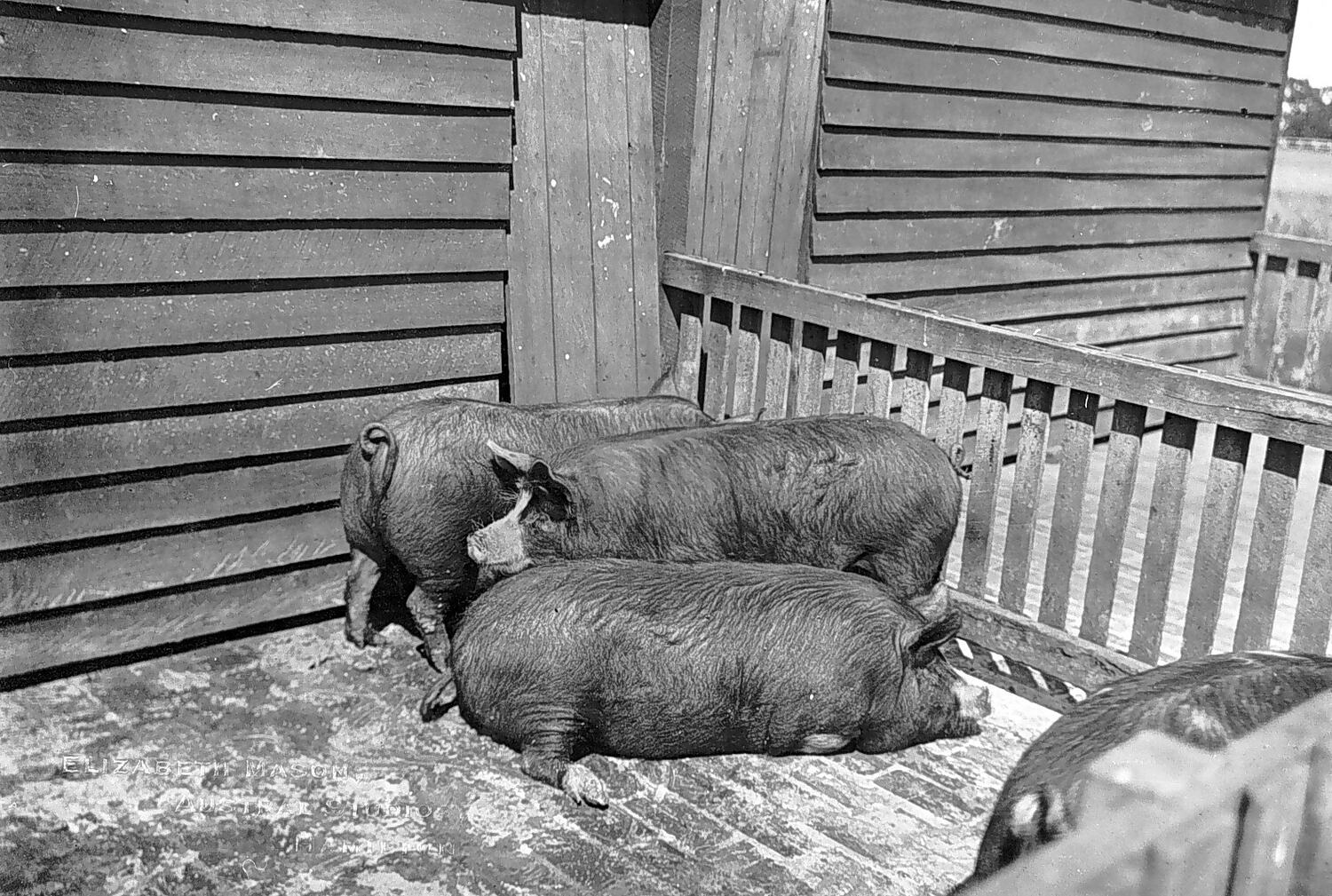 Negative - Merino, Victoria, Dec 1920