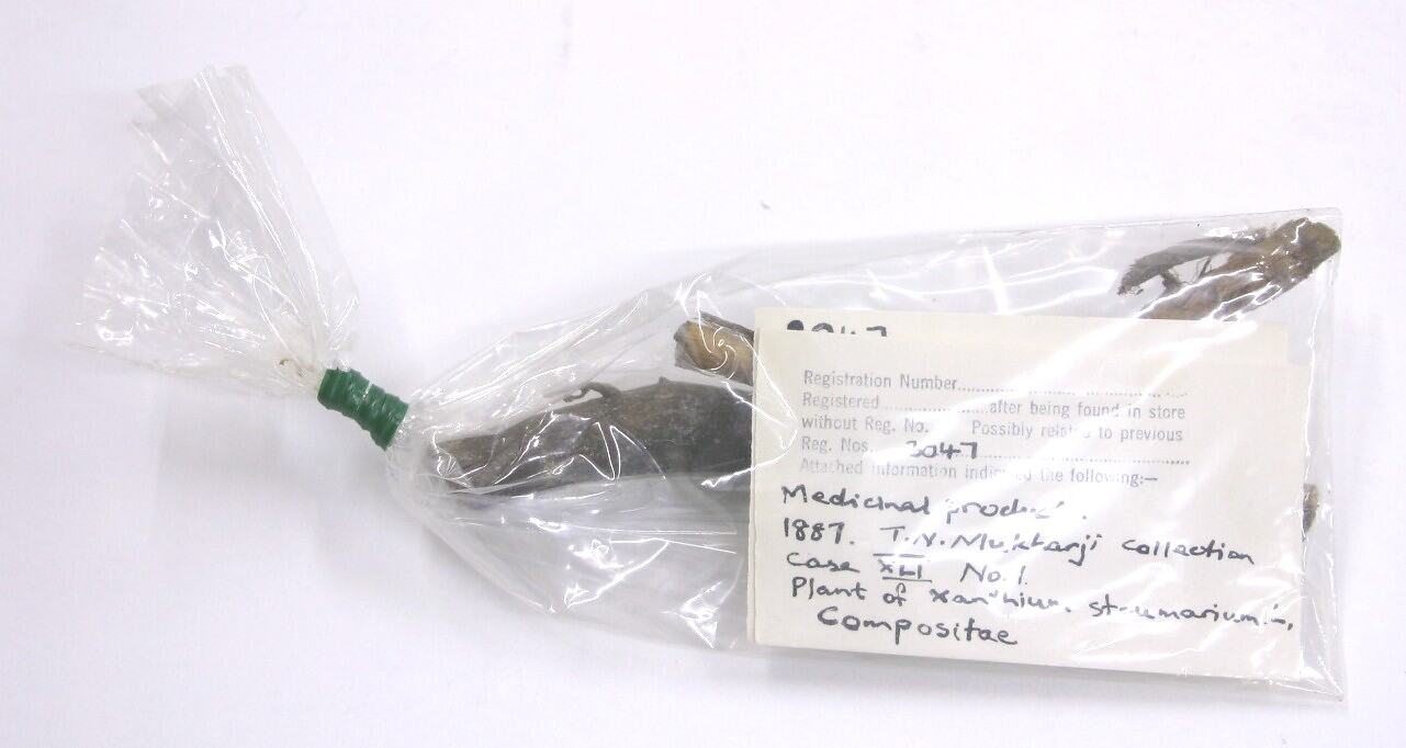 Twigs Sample - Xanthium strumarium L. (Compositae), India, 1880s