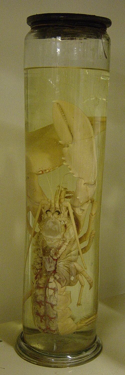 Homarus gammarus (Linnaeus, 1758)