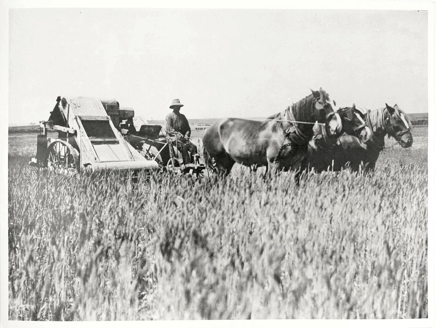 Photograph - Sunshine Harvester in a Field, circa 1910