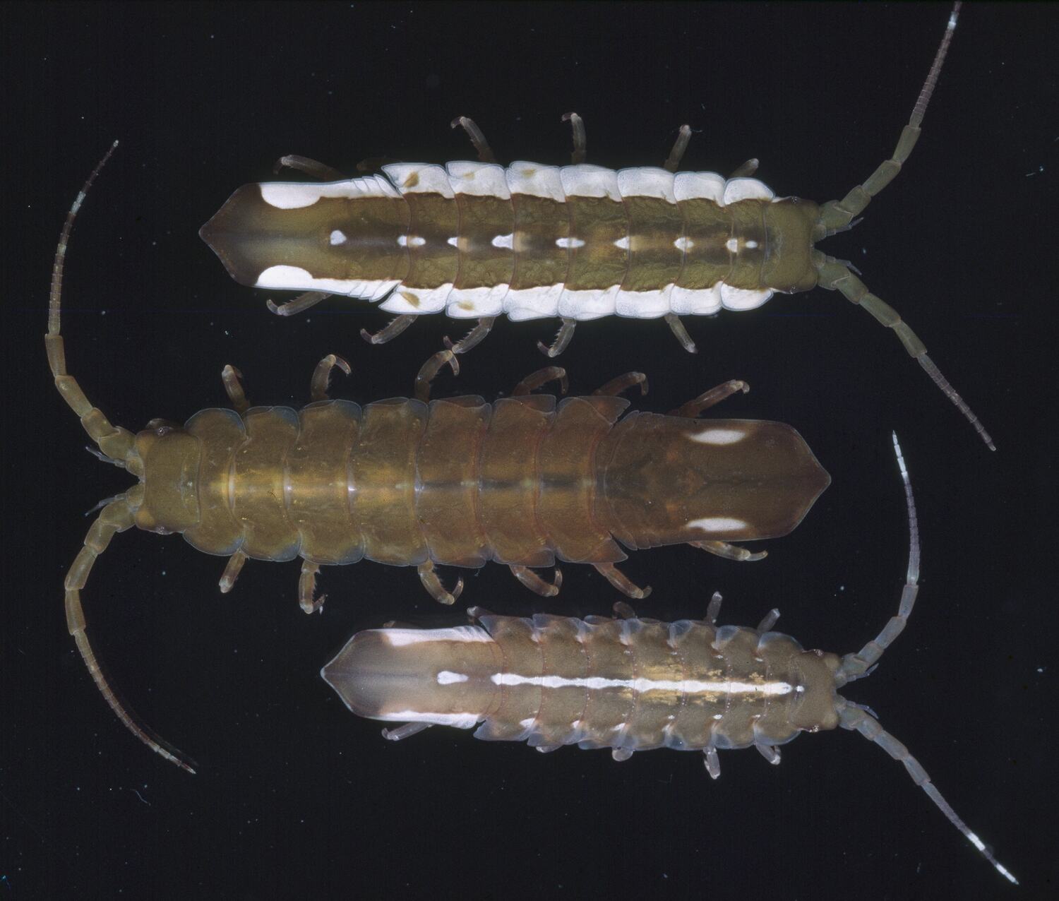 Euidotea peronii (Milne Edwards, 1840)