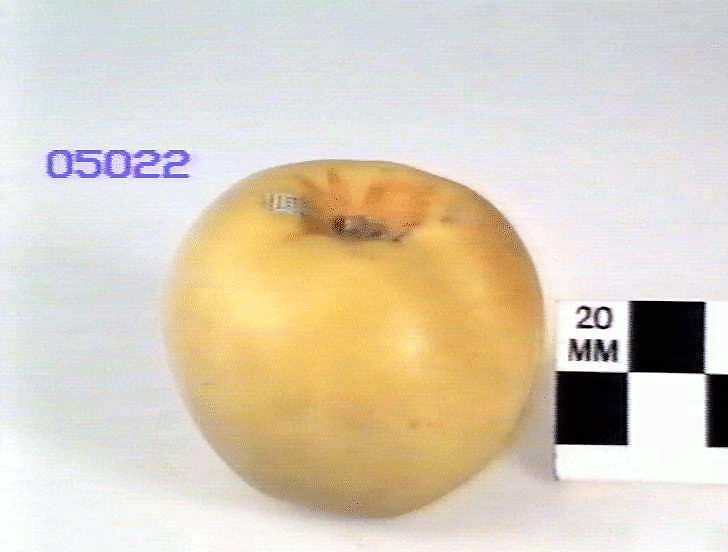 Apple Model - White Astrachan, Harcourt, 1888