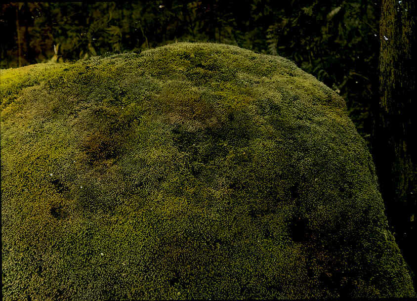 Lantern Slide - Rock Moss, Australia, Date Unknown