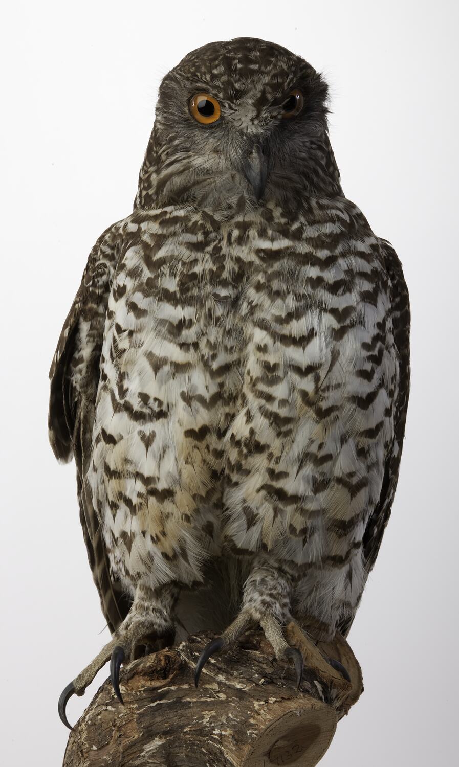 Ninox strenua