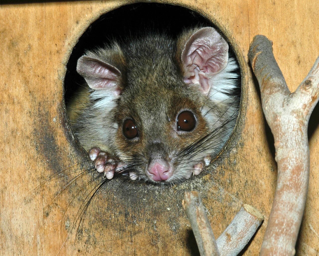Pseudocheirus peregrinus (Boddaert, 1785), Common Ringtail Possum