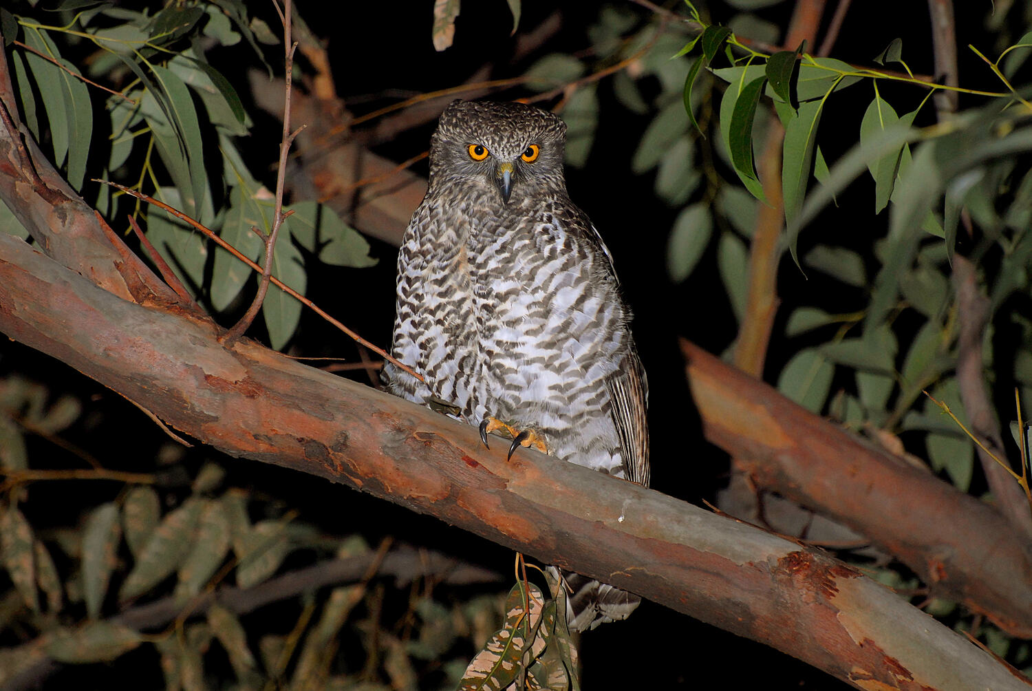 Ninox strenua, Powerful Owl