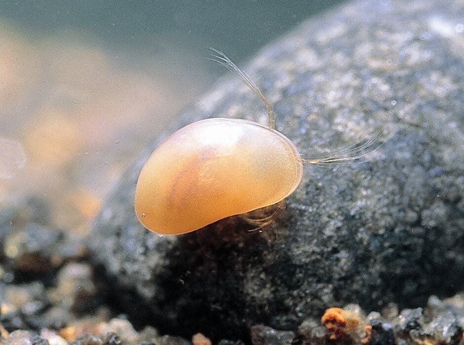 Ostracoda, Seed Shrimp